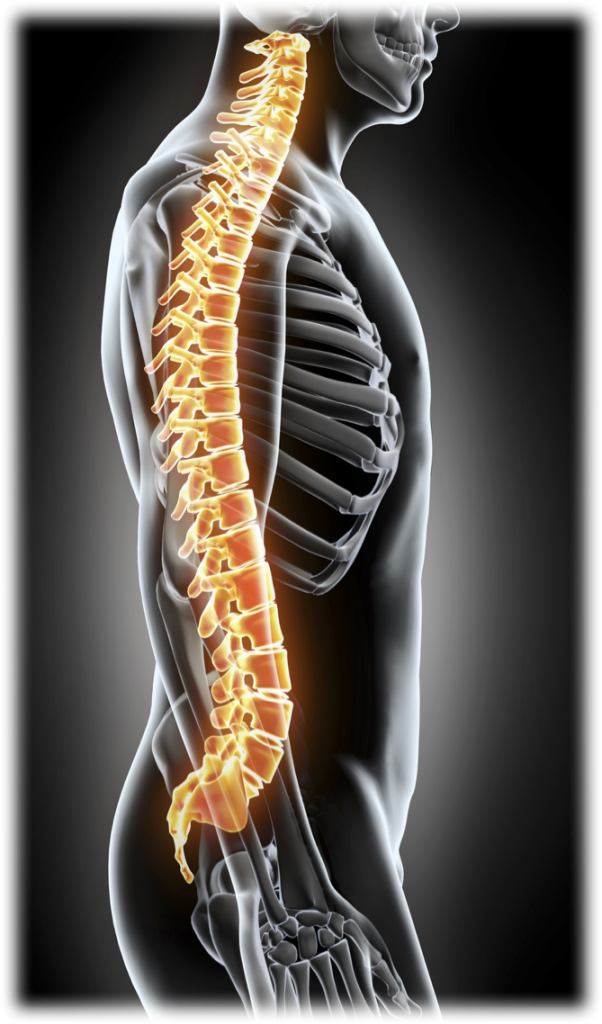 Straight spine3 – Spineology Chiropractic