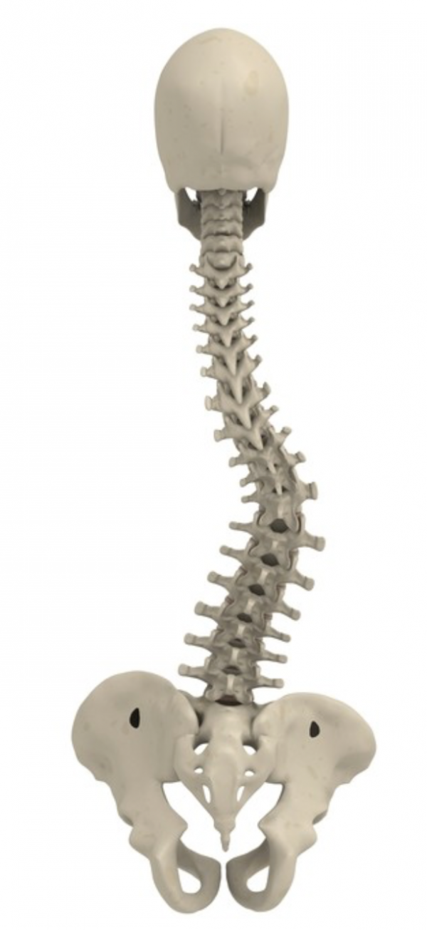 What Is a Normal Spine? | Spineology Chiropractic