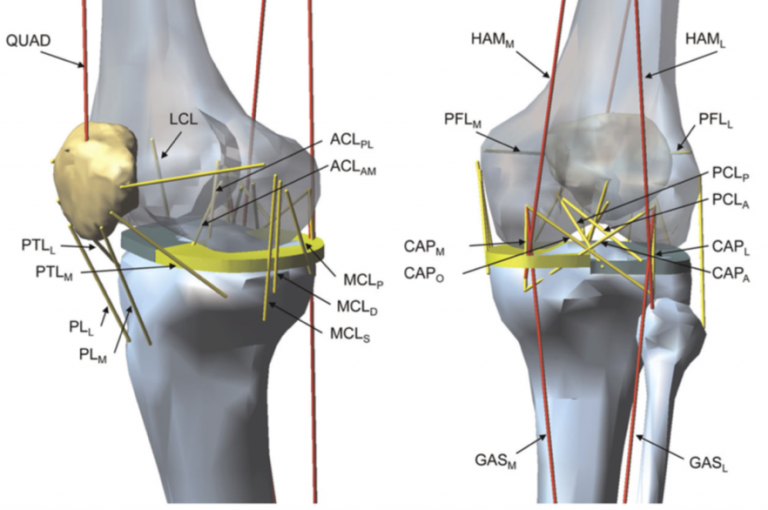 ACL Injuries and What You Need to Know | Spineology Chiropractic